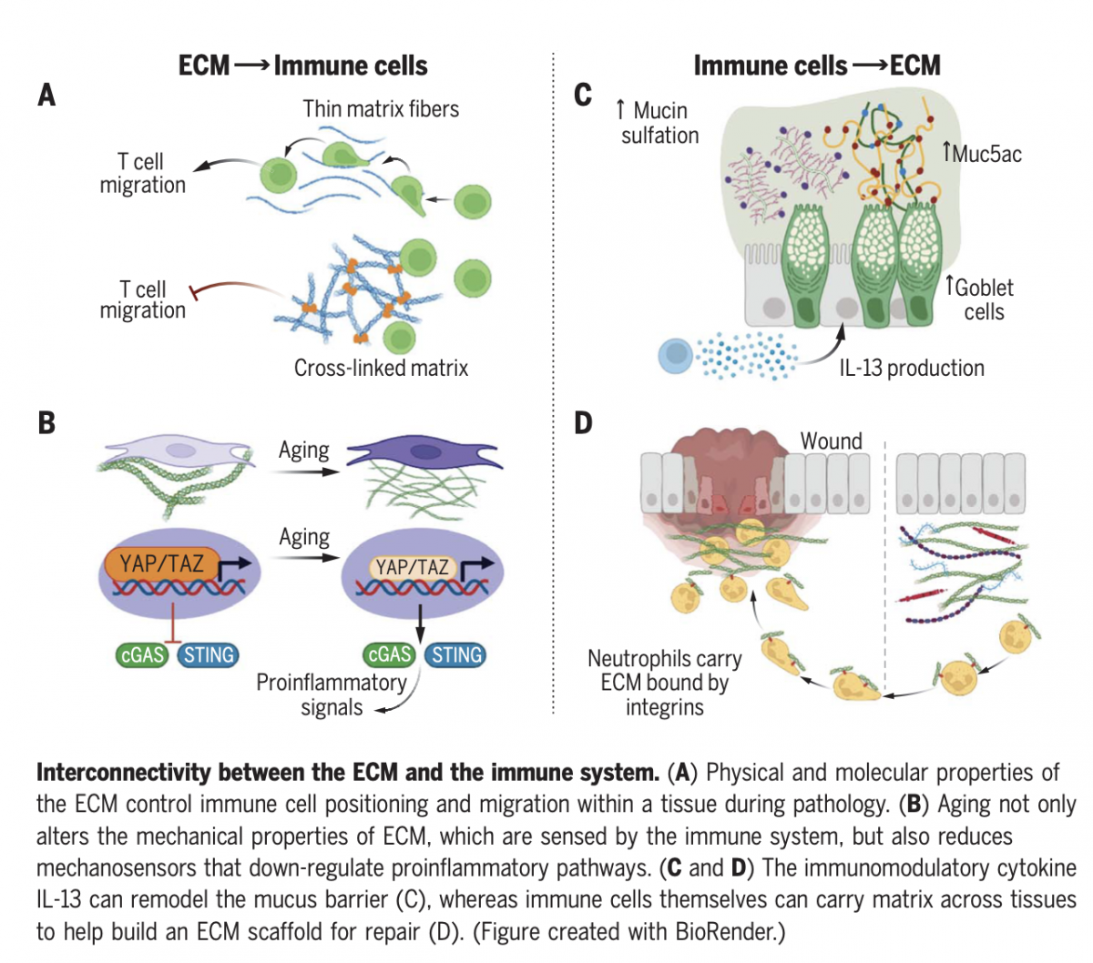 Dr Tara Sutherland | The University of Aberdeen