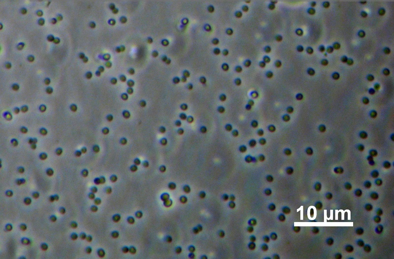 New collaboration to tackle MRSA and skin infections | News | The ...