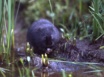 Successful first step in saving North East water voles | News | The ...