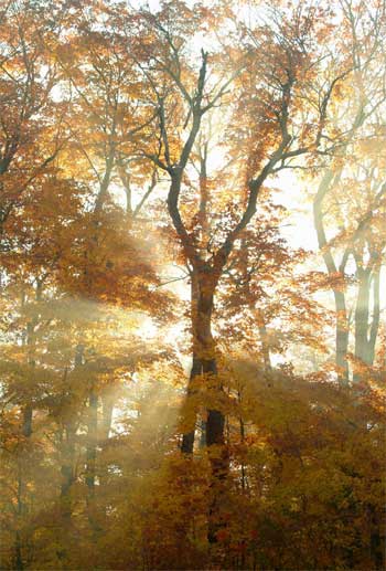 Terrific Trees | News | The University of Aberdeen